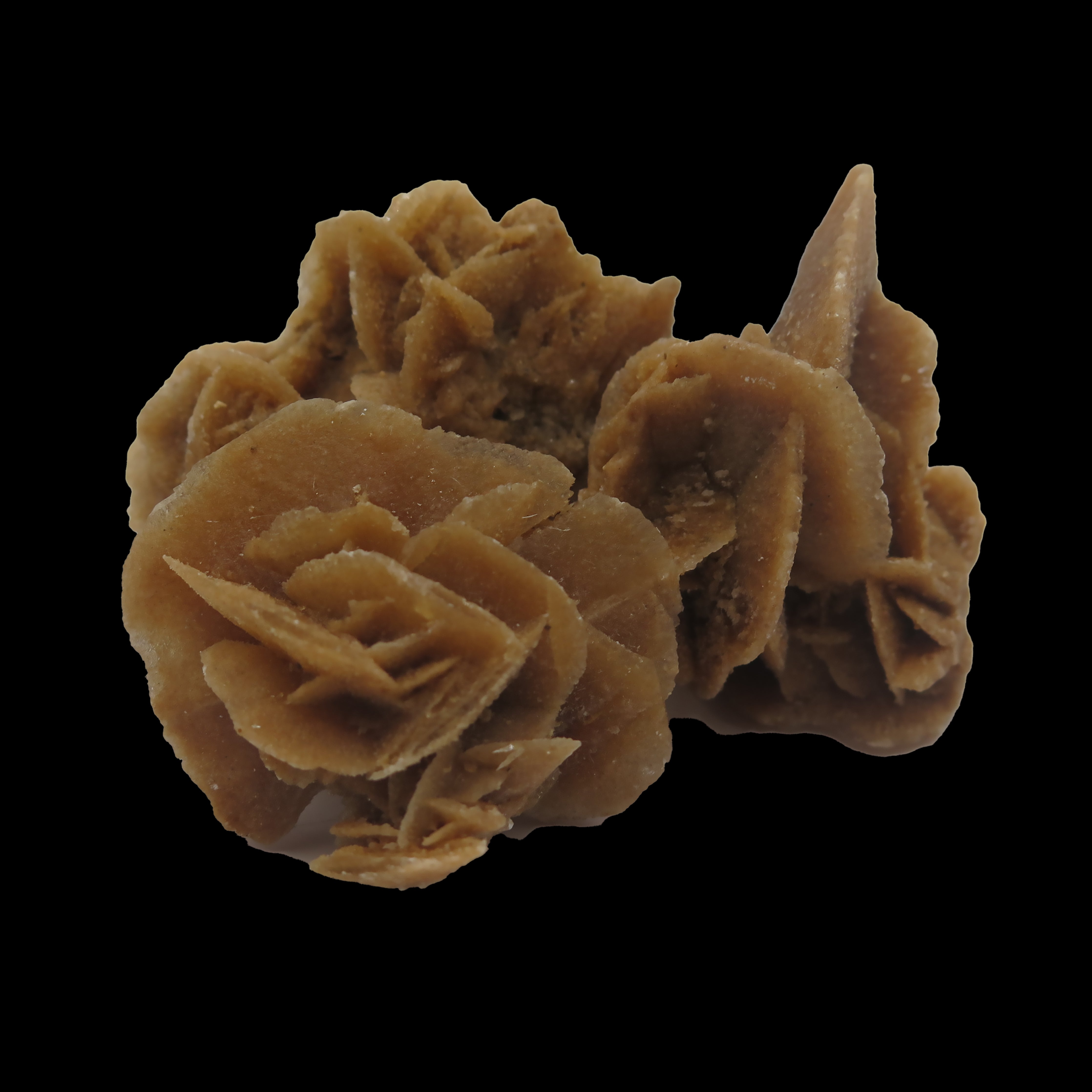 Specimen- Desert Rose (gypsum) – Aquila Crystals & Minerals